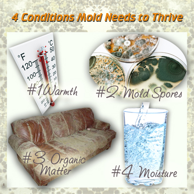 Make Unhealthy Mold Feel Unwelcome - MyHomeScience